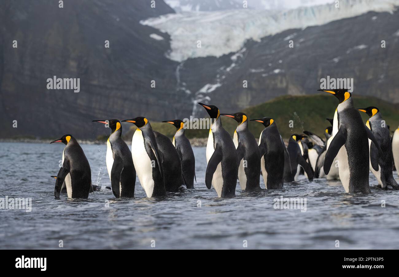 LIKE A SEA of birds these images showing large king penguin colonies ...
