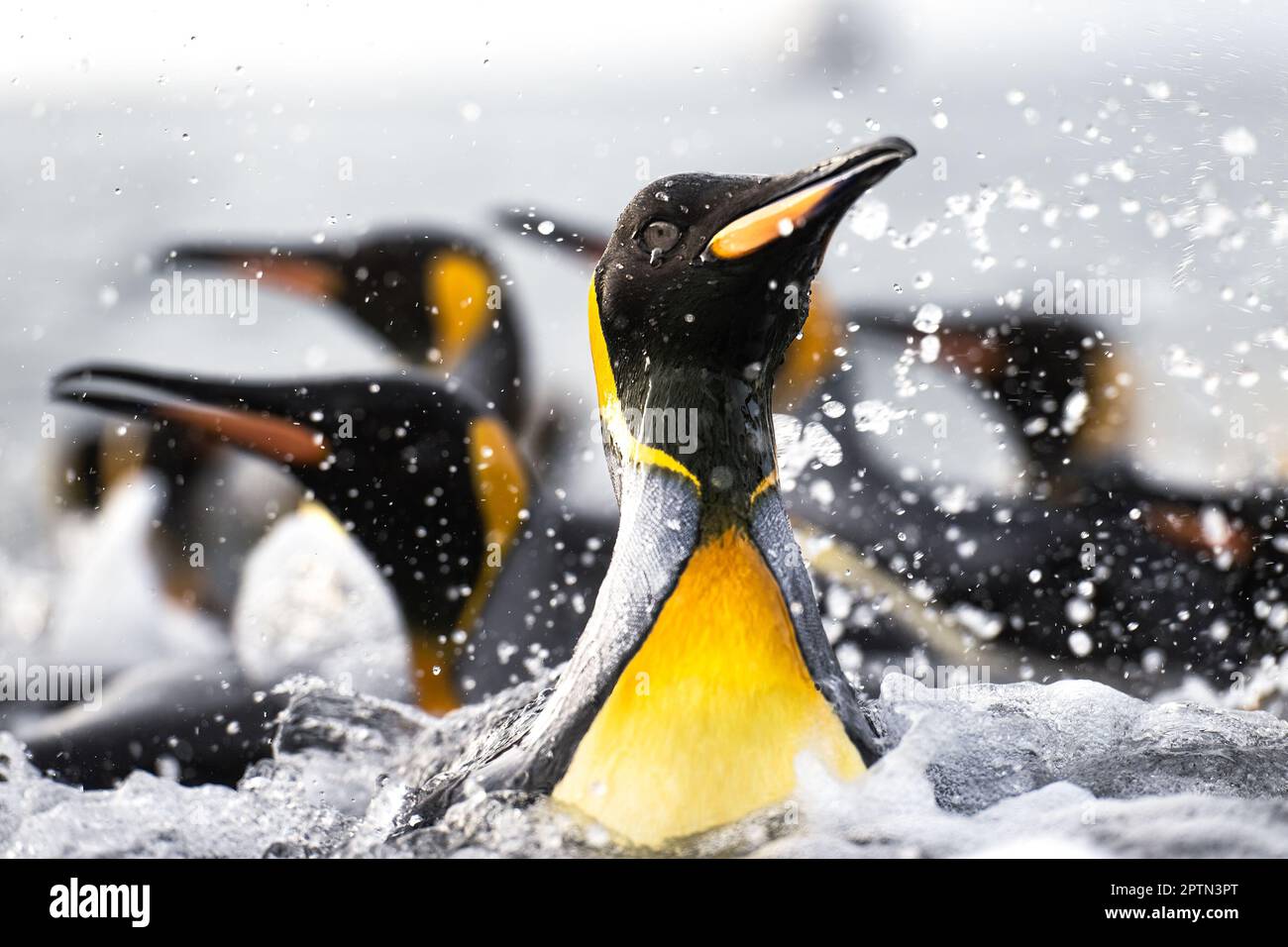 LIKE A SEA of birds these images showing large king penguin colonies ...
