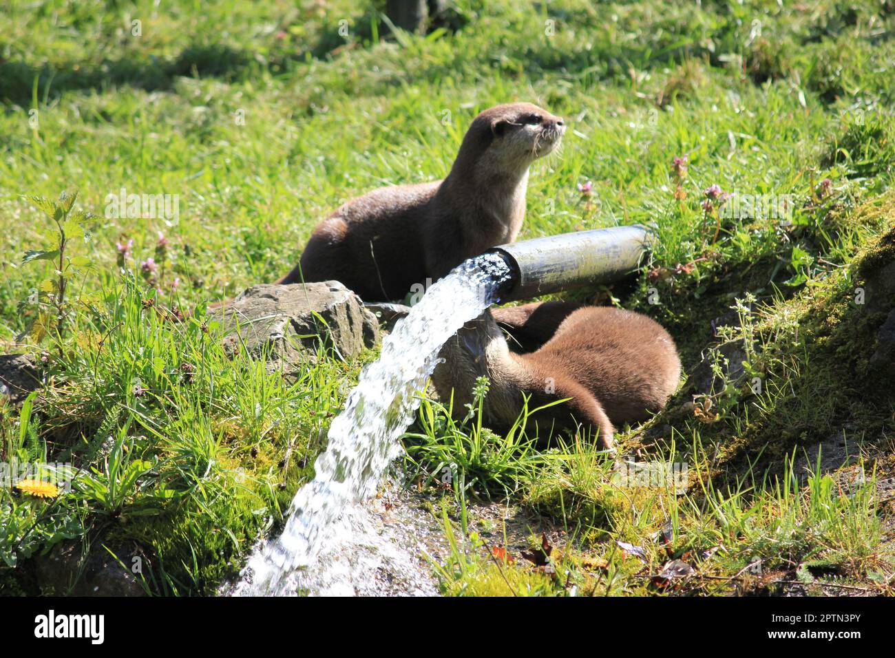 Asian small-slawed otter Stock Photo - Alamy