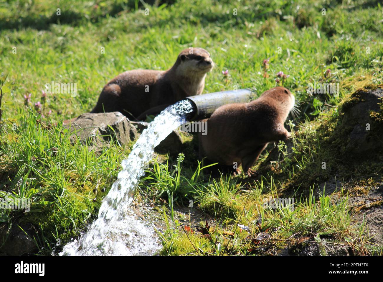 Asian small-slawed otter Stock Photo - Alamy