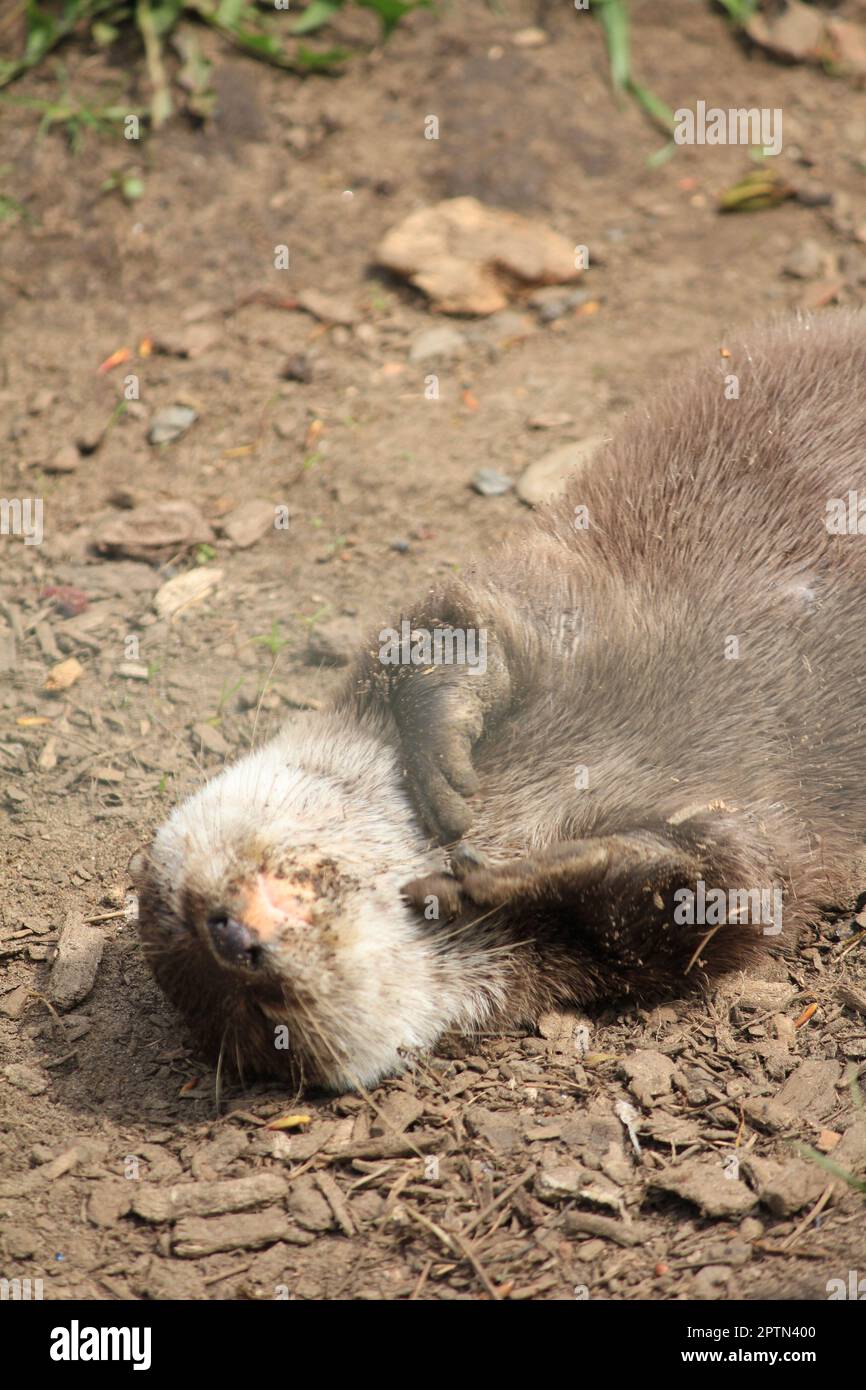 Asian small-slawed otter Stock Photo - Alamy
