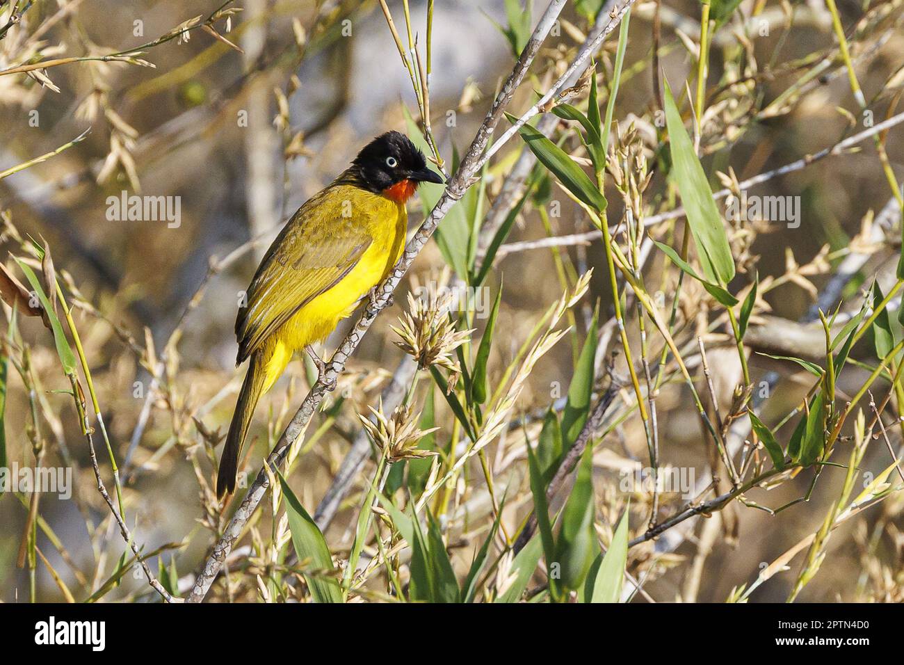 India, Kerala, Thattekad, Flame throated Bulbul (Rubigula gularis Stock ...