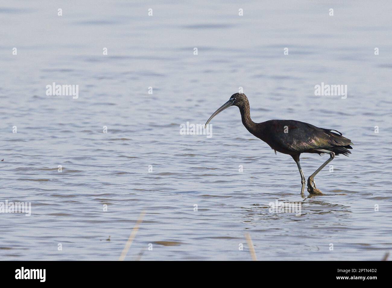 India, Gujarat, Patdi, Little Rann of Kutch, Glossy Ibis (Plegadis ...