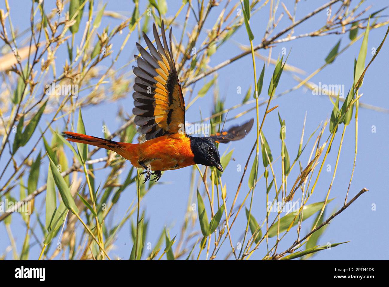 India, Kerala, Thattekad, Orange Minivet (Pericrocotus flammeus Stock ...