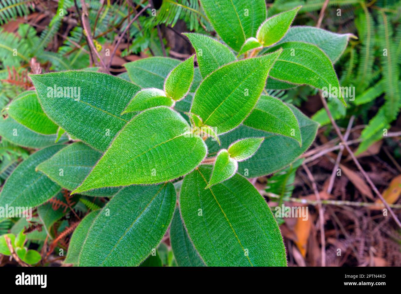 Adda Heights Town Park is community park in Johor Bahru enhances a ...