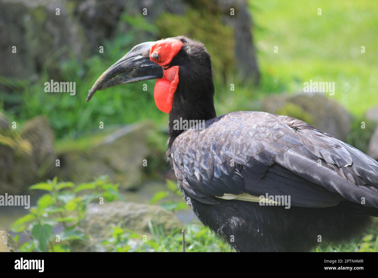 Southern ground hornbill Stock Photo - Alamy