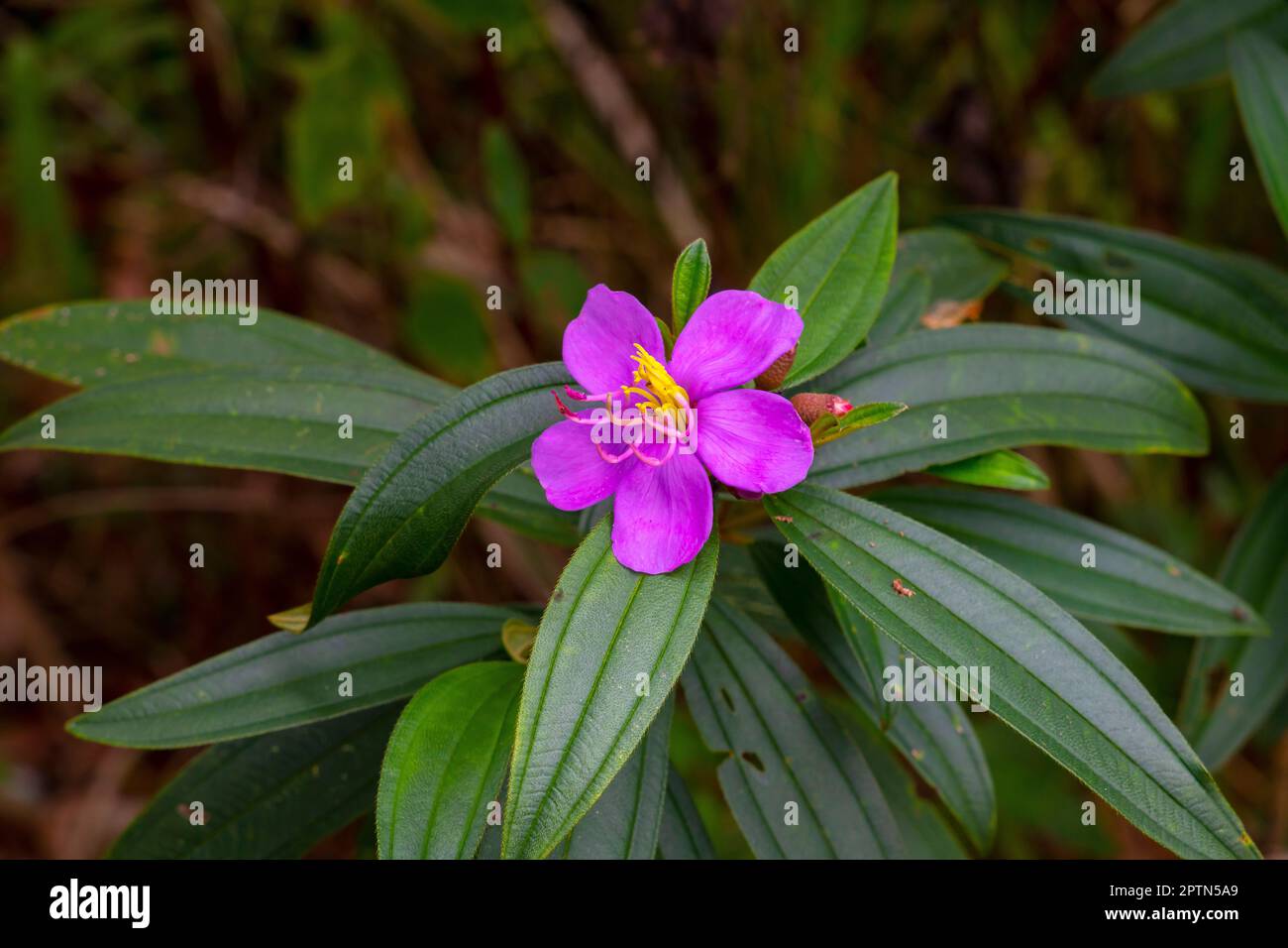 Adda Heights Town Park is community park in Johor Bahru enhances a ...