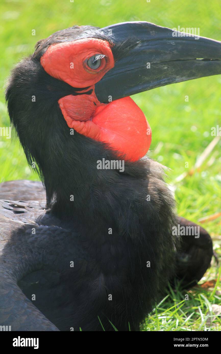 Southern ground hornbill Stock Photo - Alamy