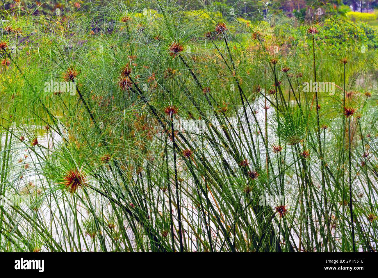 Adda Heights Town Park is community park in Johor Bahru enhances a ...