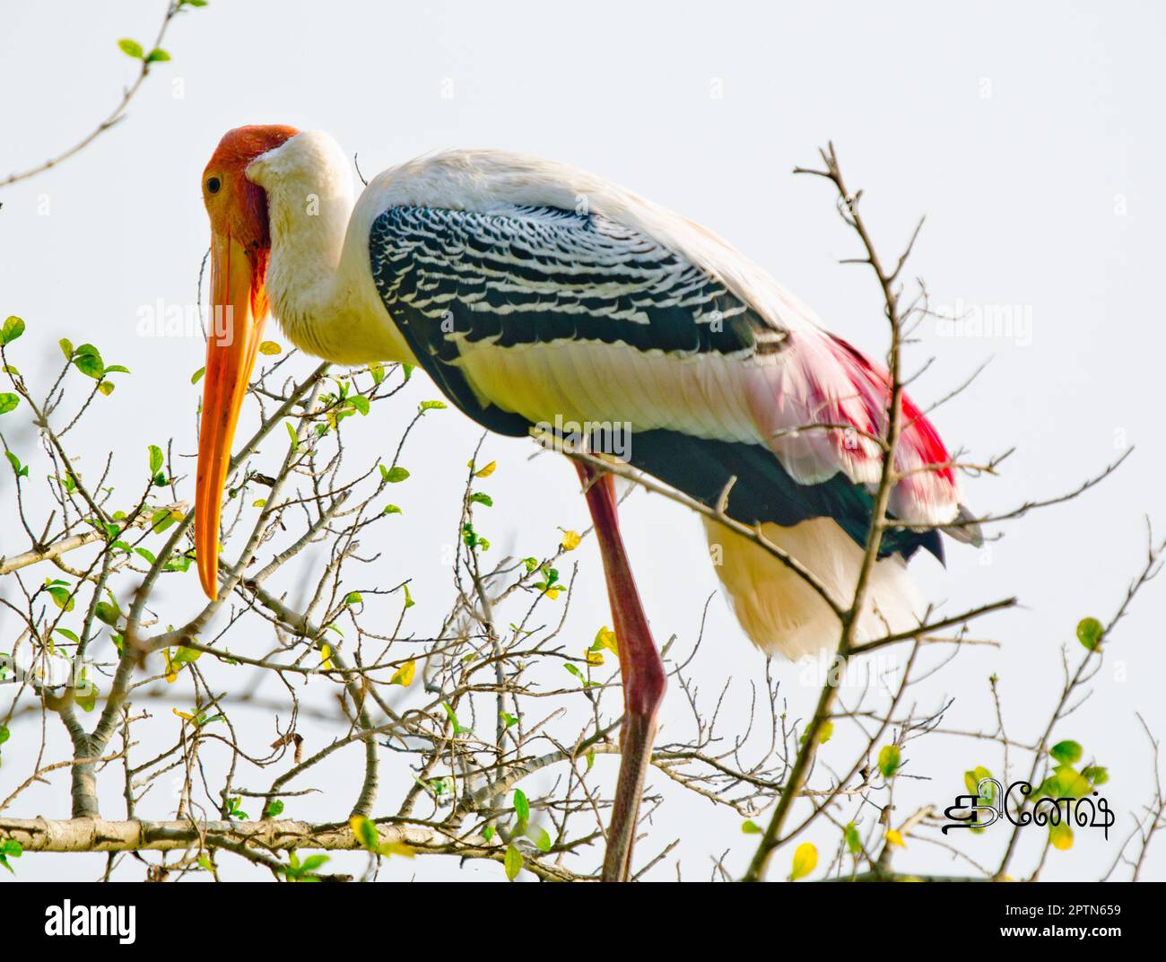 The Birds of Vedanthangal bird sanctuary Stock Photo - Alamy