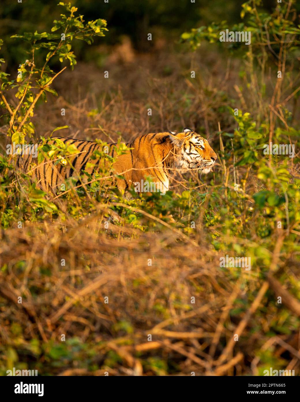 Male tiger in grassland hi-res stock photography and images - Alamy