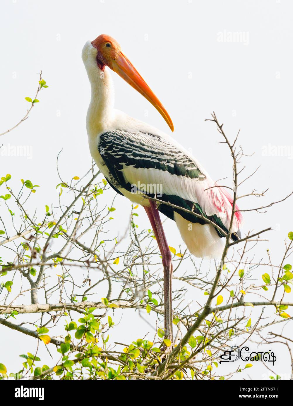 The Birds of Vedanthangal bird sanctuary Stock Photo - Alamy