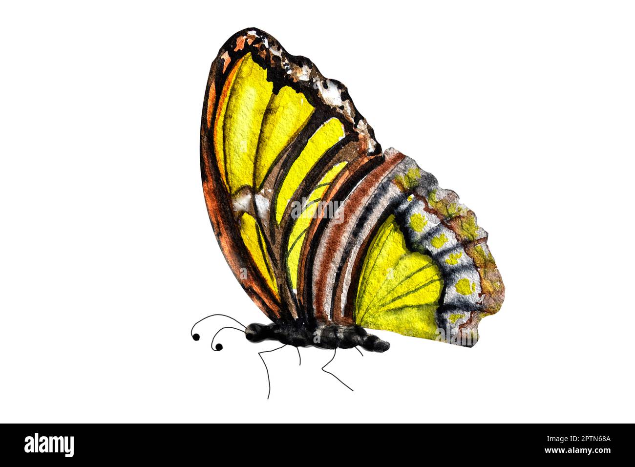 Delicate hand-painted watercolor butterfly. The illustration was ...