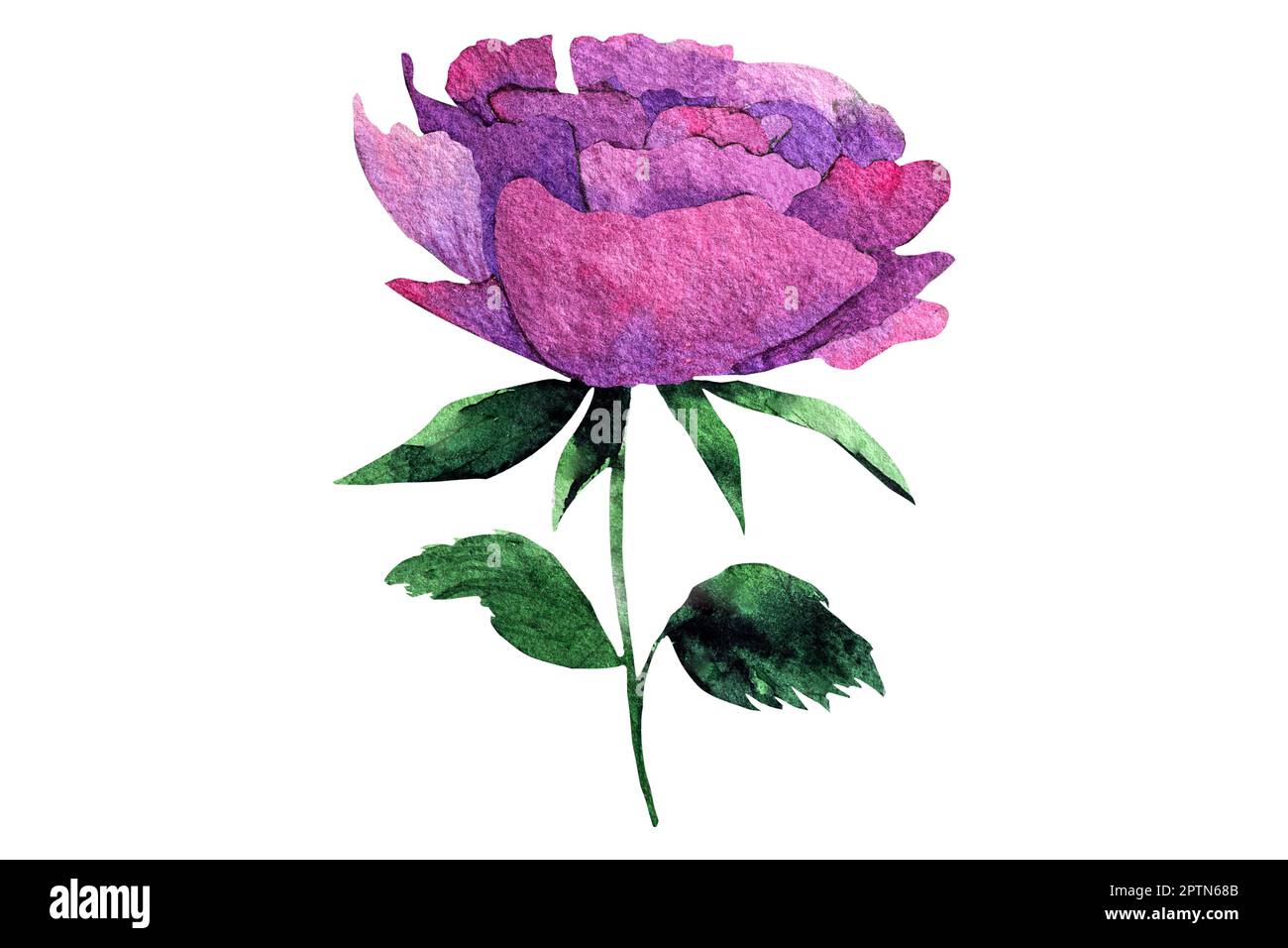 watercolor pion illusration isolated.Peony flower painted in watercolor ...