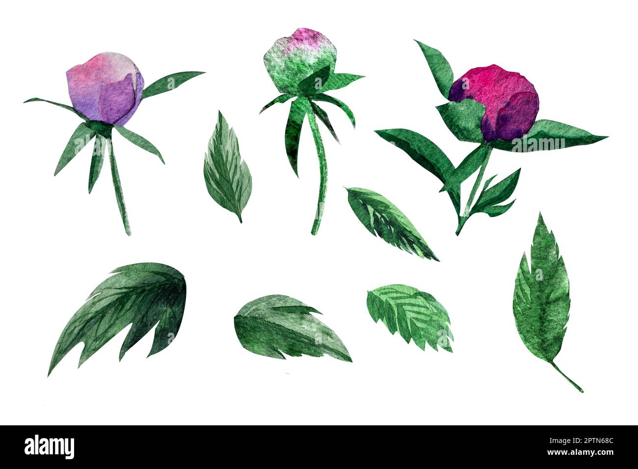 watercolor pion illusration isolated.Peony flower painted in watercolor ...