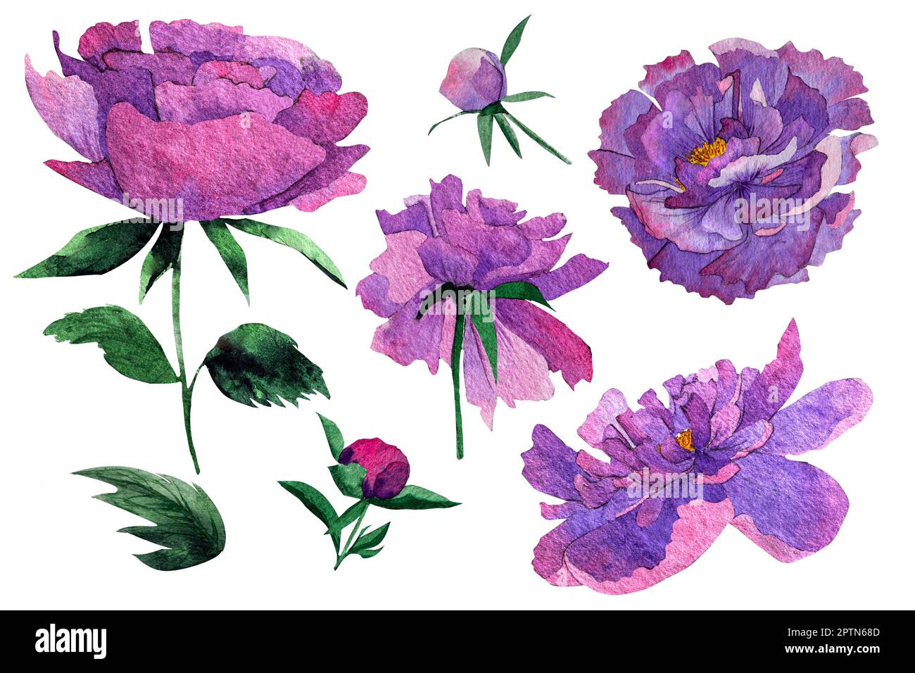 watercolor pion illusration isolated.Peony flower painted in watercolor ...