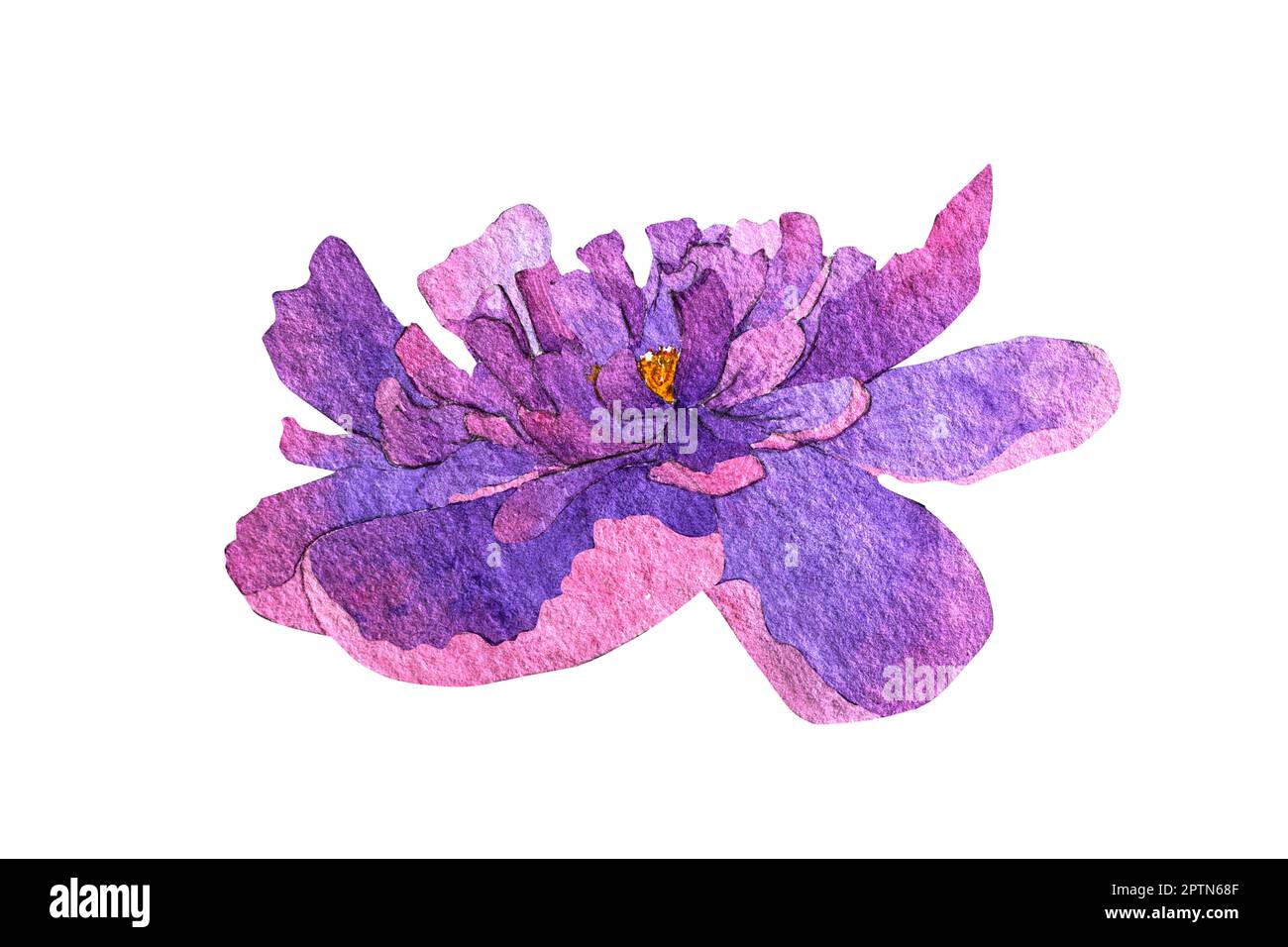 watercolor pion illusration isolated.Peony flower painted in watercolor ...
