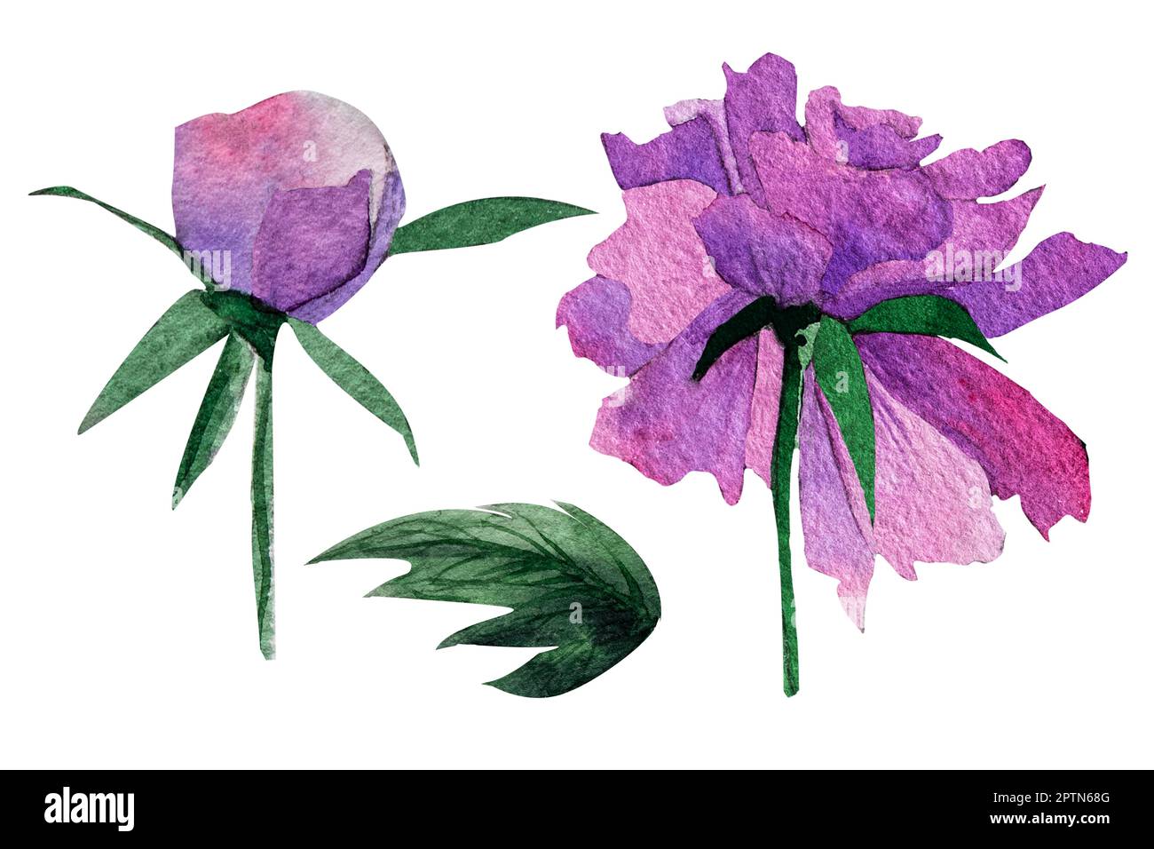 watercolor pion illusration isolated.Peony flower painted in watercolor ...