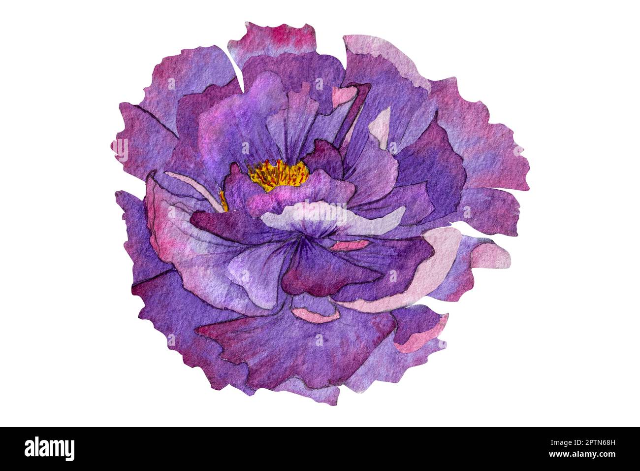 watercolor pion illusration isolated.Peony flower painted in watercolor ...