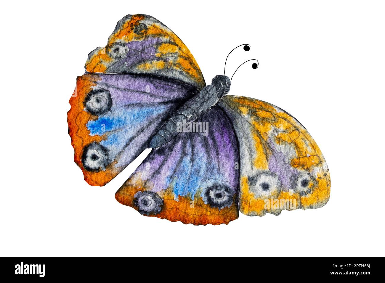 Delicate hand-painted watercolor butterfly. The illustration was ...