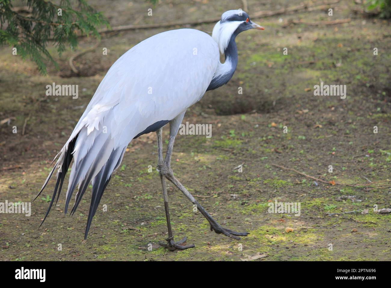 Pale blue gray i hi-res stock photography and images - Alamy