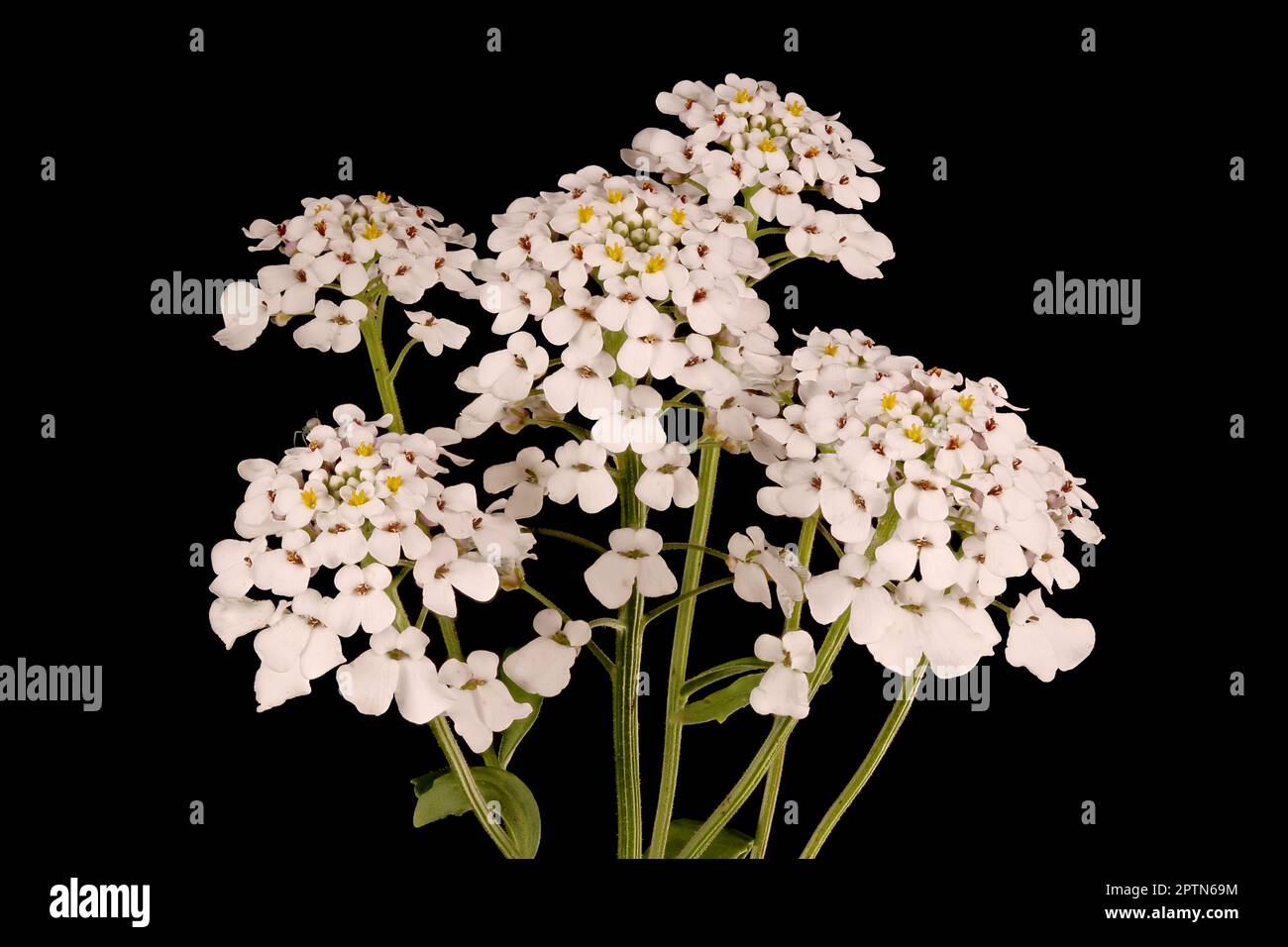 Corymb inflorescence hi-res stock photography and images - Alamy