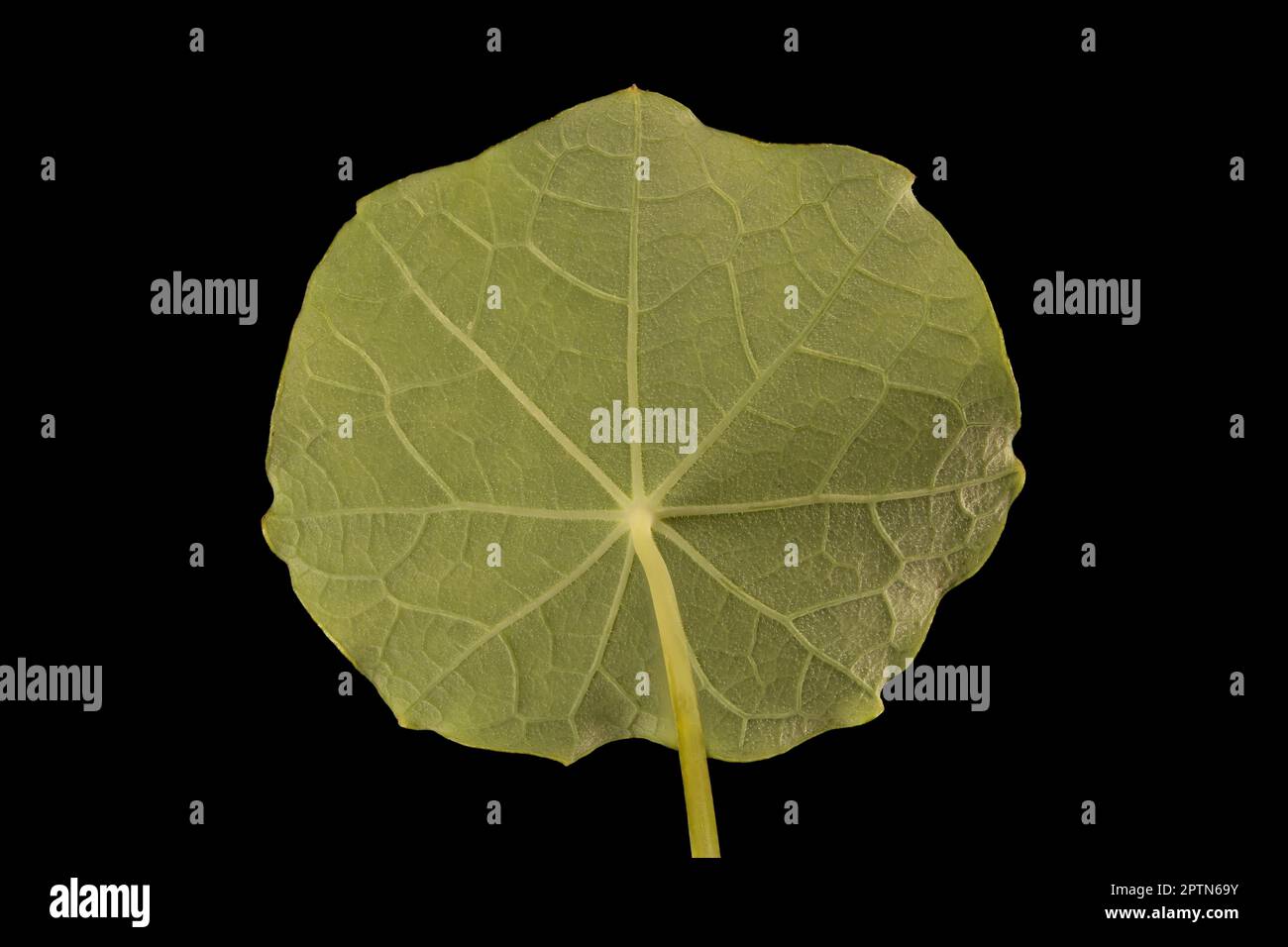 Papillose leaf hi-res stock photography and images - Alamy