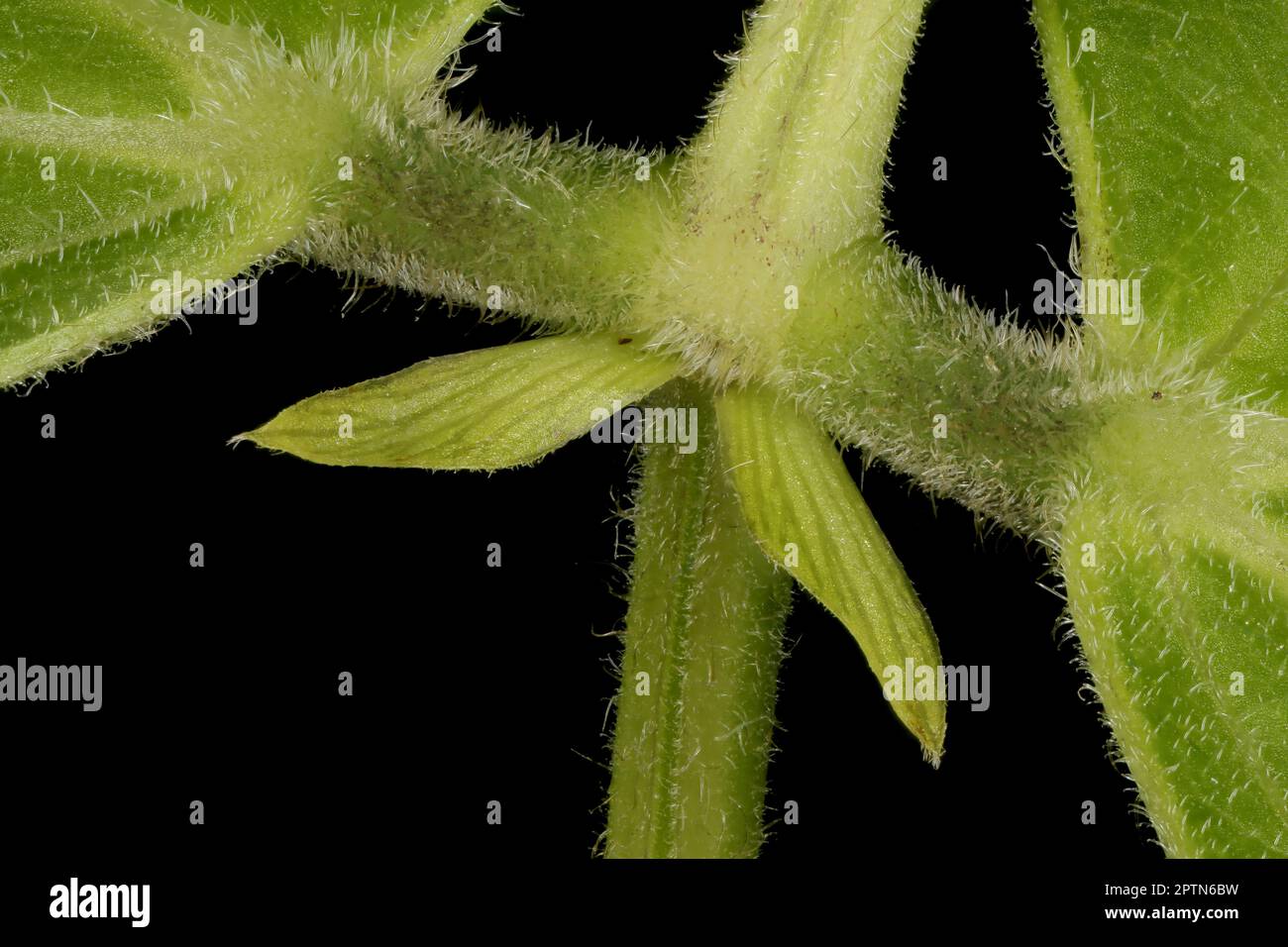 Stipules hi-res stock photography and images - Alamy