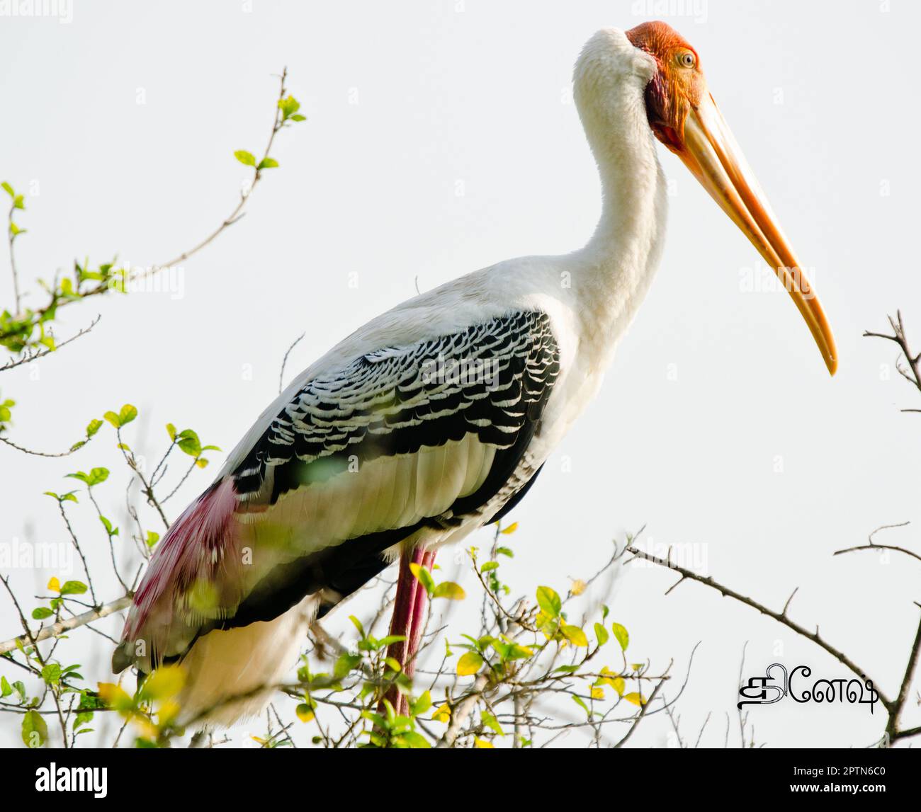 The Birds of Vedanthangal bird sanctuary Stock Photo - Alamy