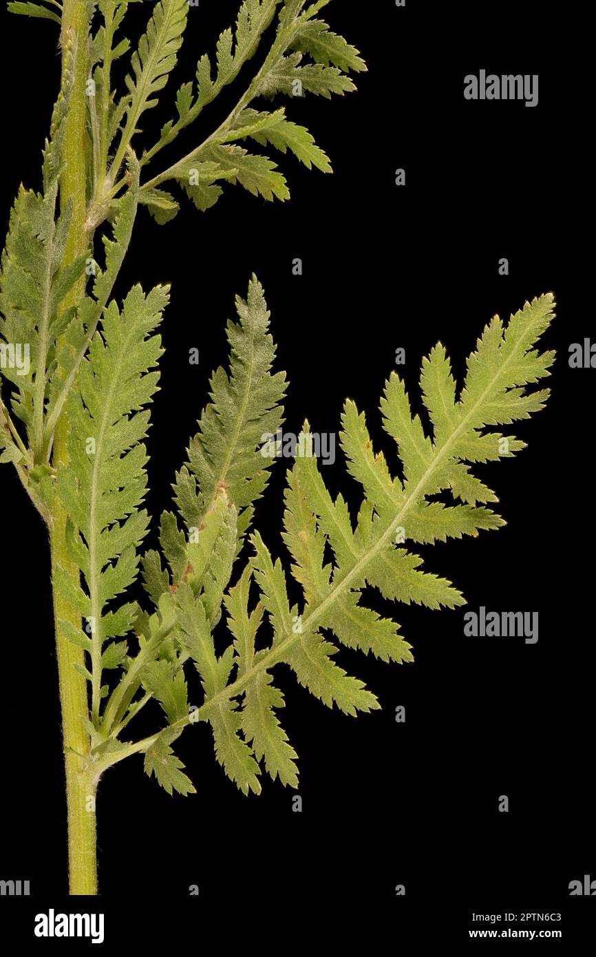 Fern-Leaf Yarrow (Achillea filipendulina). Stem Detail Closeup Stock ...