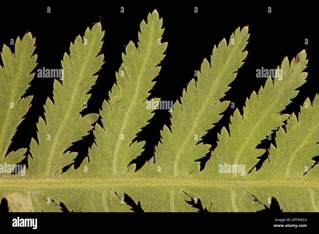 Fern-Leaf Yarrow (Achillea filipendulina). Lower Leaf Detail Closeup ...