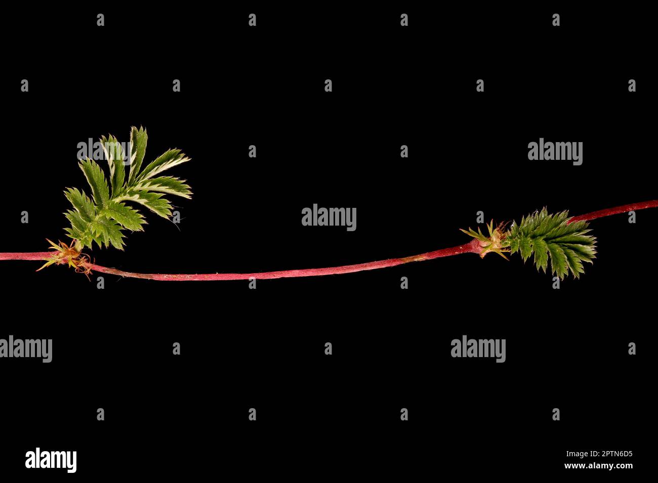 Appressed hair hi-res stock photography and images - Alamy