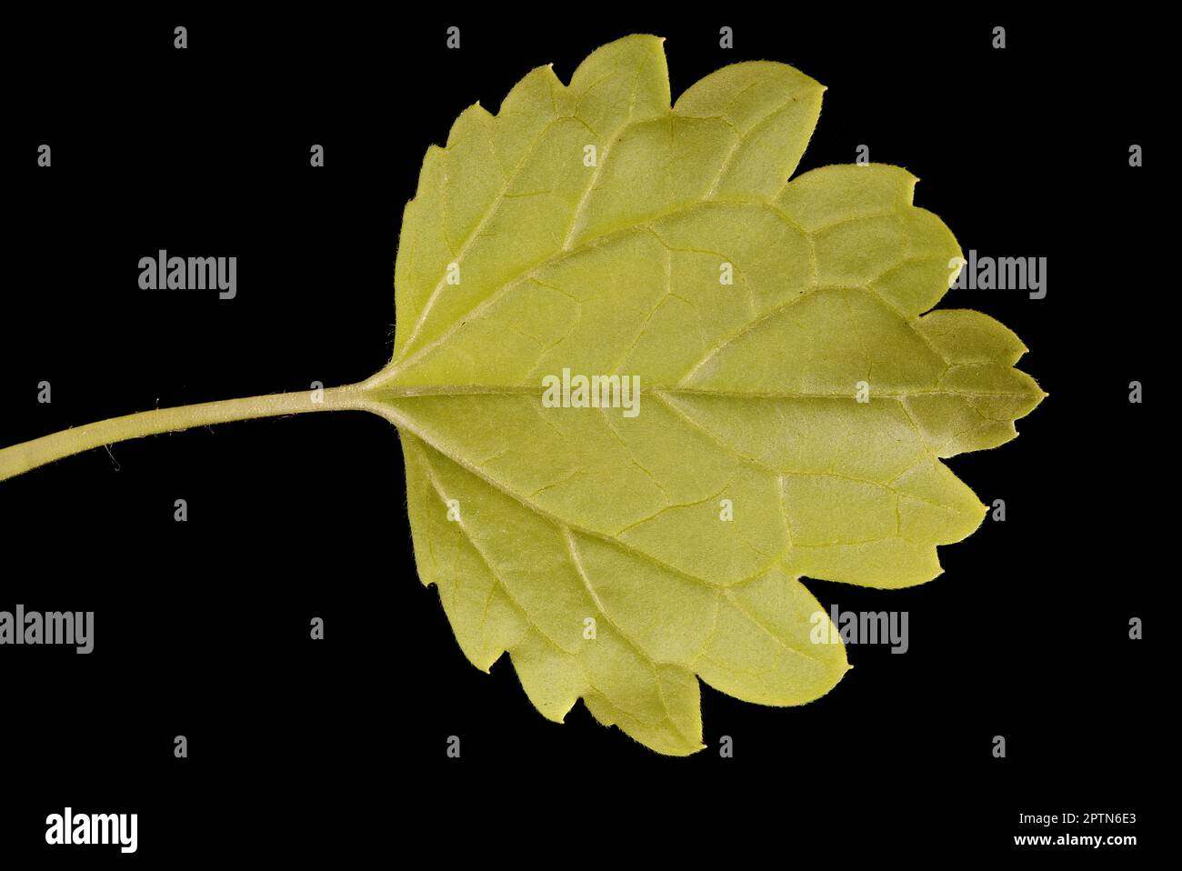 Rounded leaf base hi-res stock photography and images - Alamy