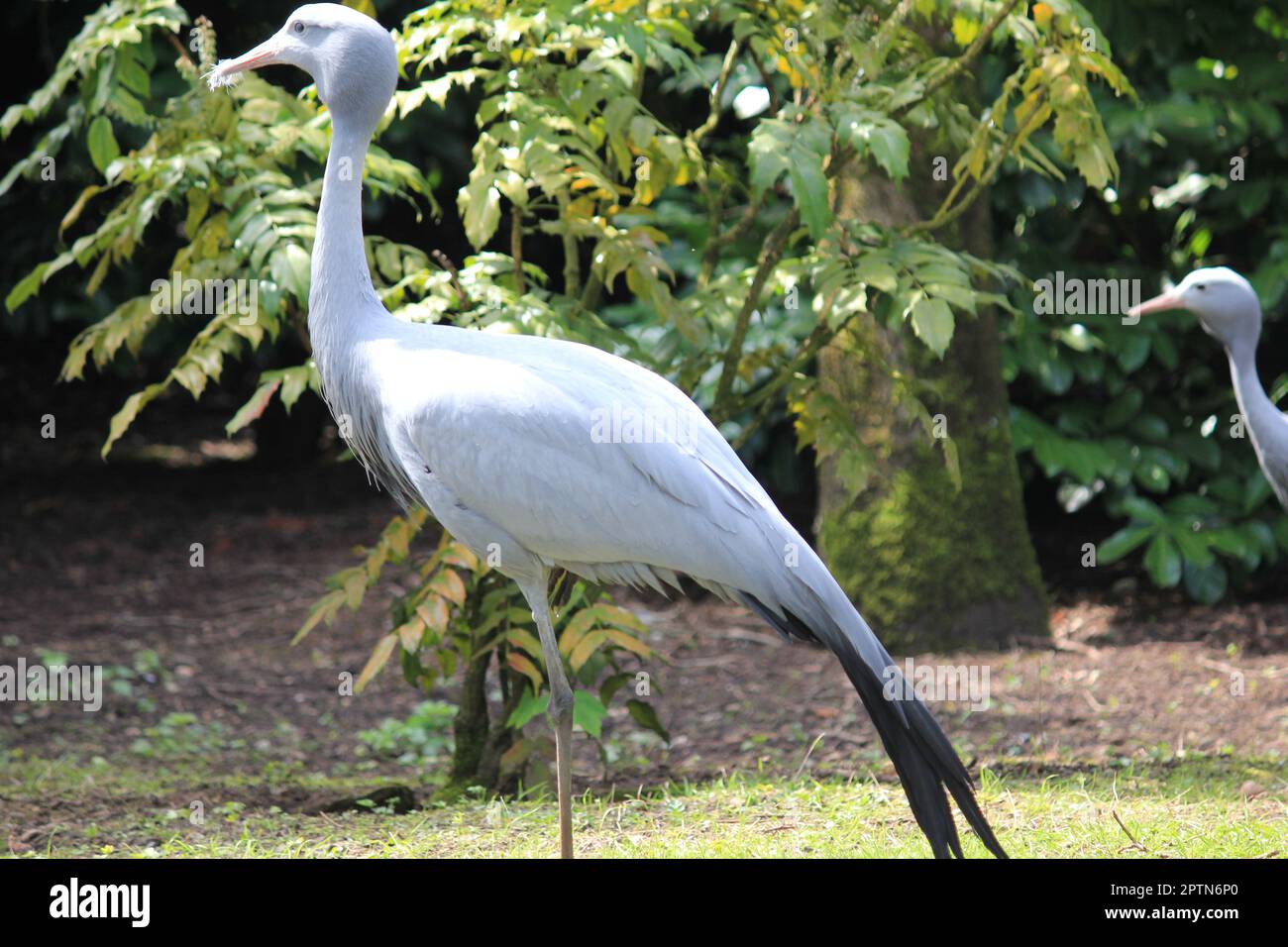 Pale blue gray i hi-res stock photography and images - Alamy