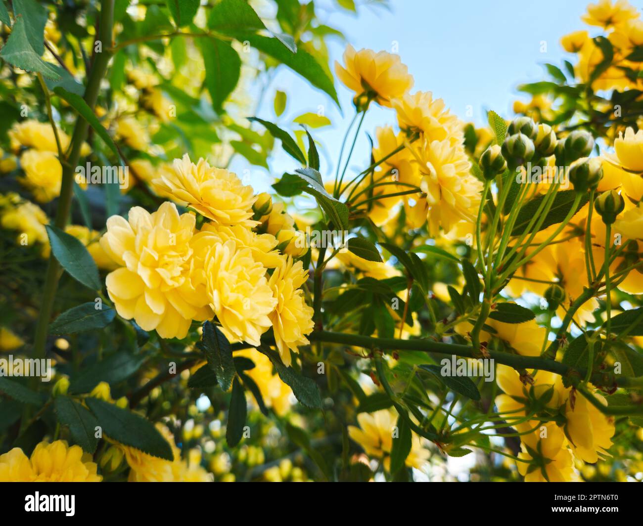 Clusters of yellow flowers hi-res stock photography and images - Alamy