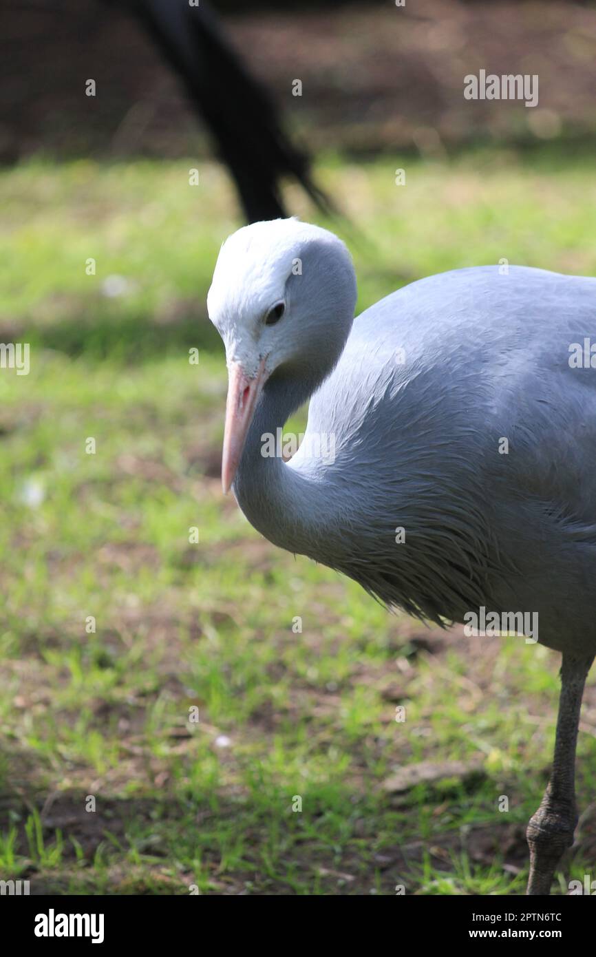 Pale blue gray i hi-res stock photography and images - Alamy
