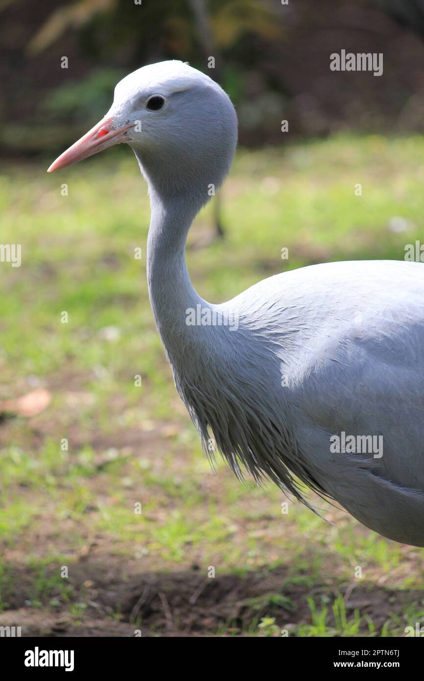 Pale blue gray i hi-res stock photography and images - Alamy