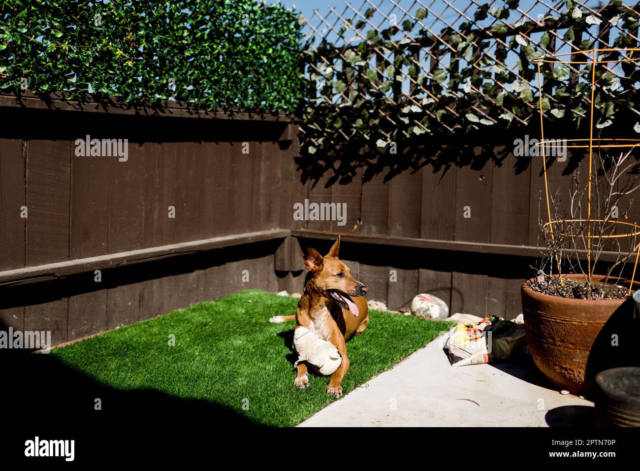 Pharaoh Dog Sunning in Front Yard on Spring Day in San Diego Stock ...