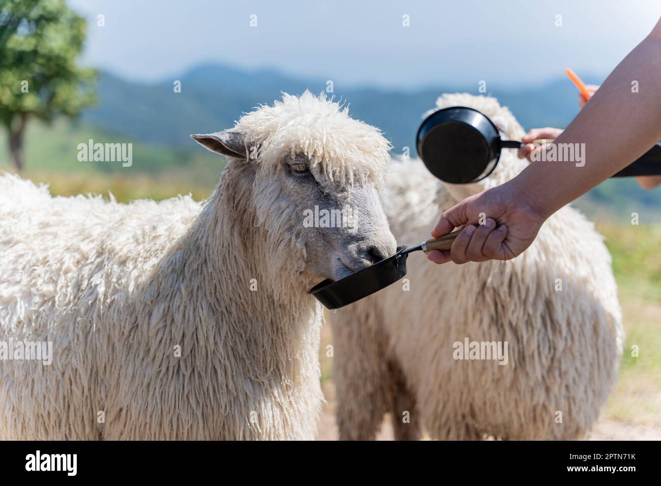 Hand feeding sheep hi-res stock photography and images - Alamy