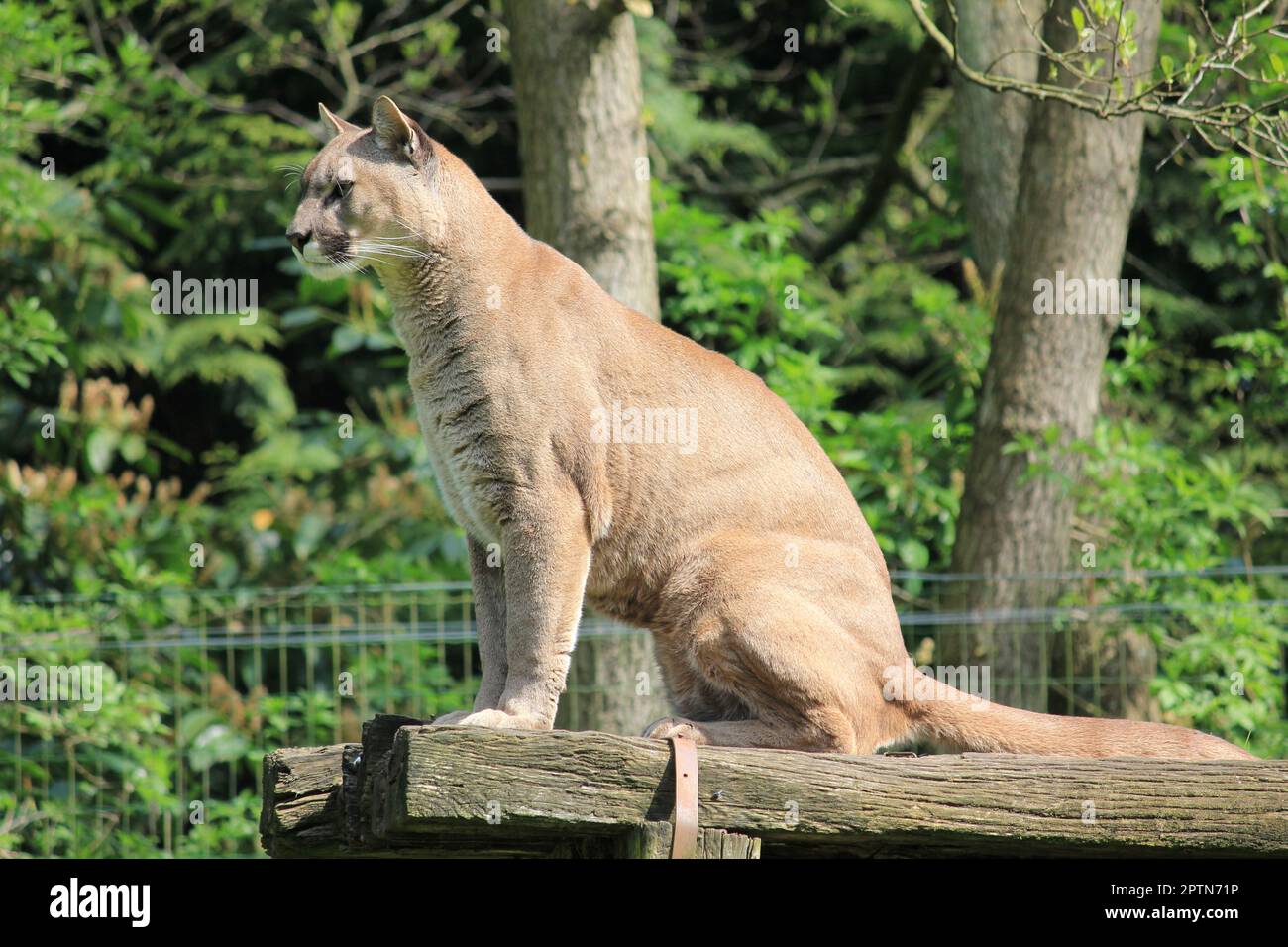 Retractile claws cat hi-res stock photography and images - Alamy