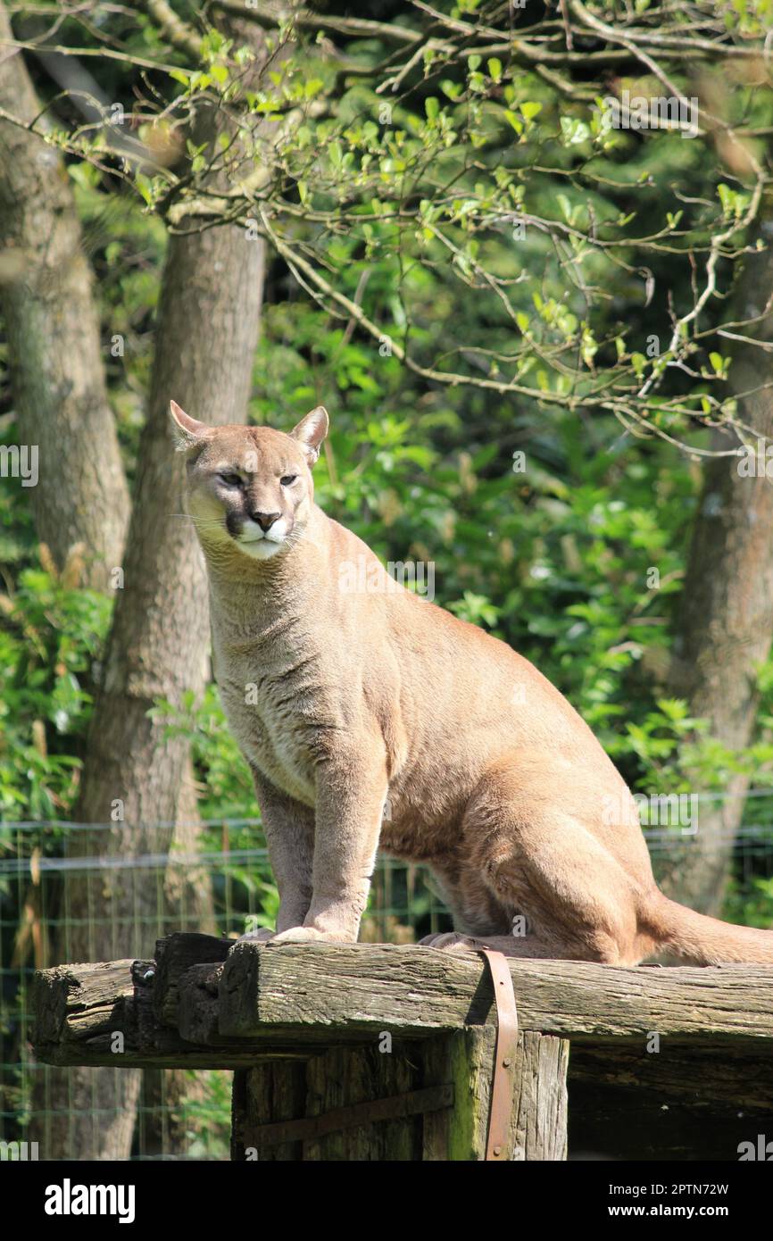 Retractile claws cat hi-res stock photography and images - Alamy