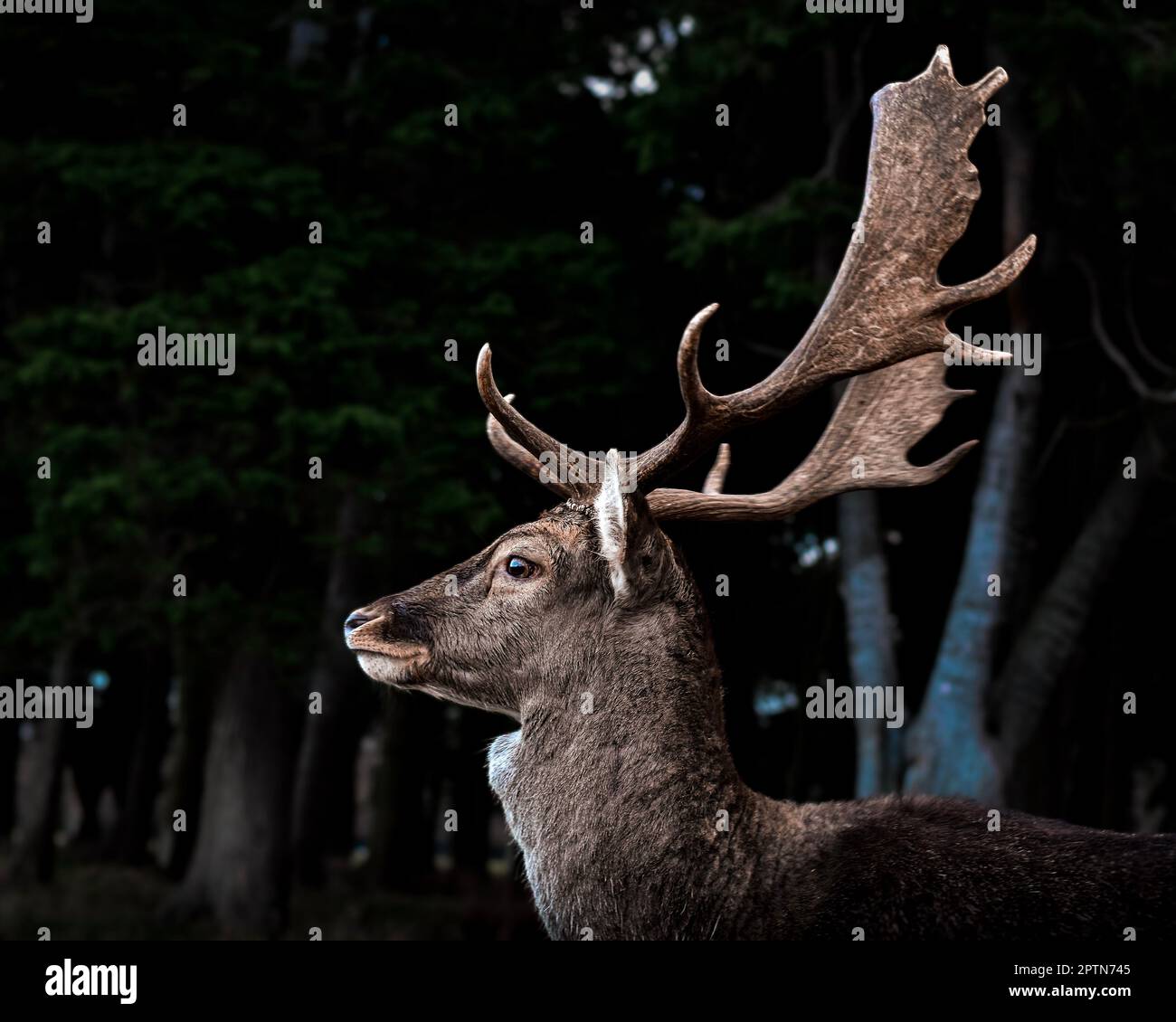 Irish deer in a Dublin meadow Stock Photo - Alamy