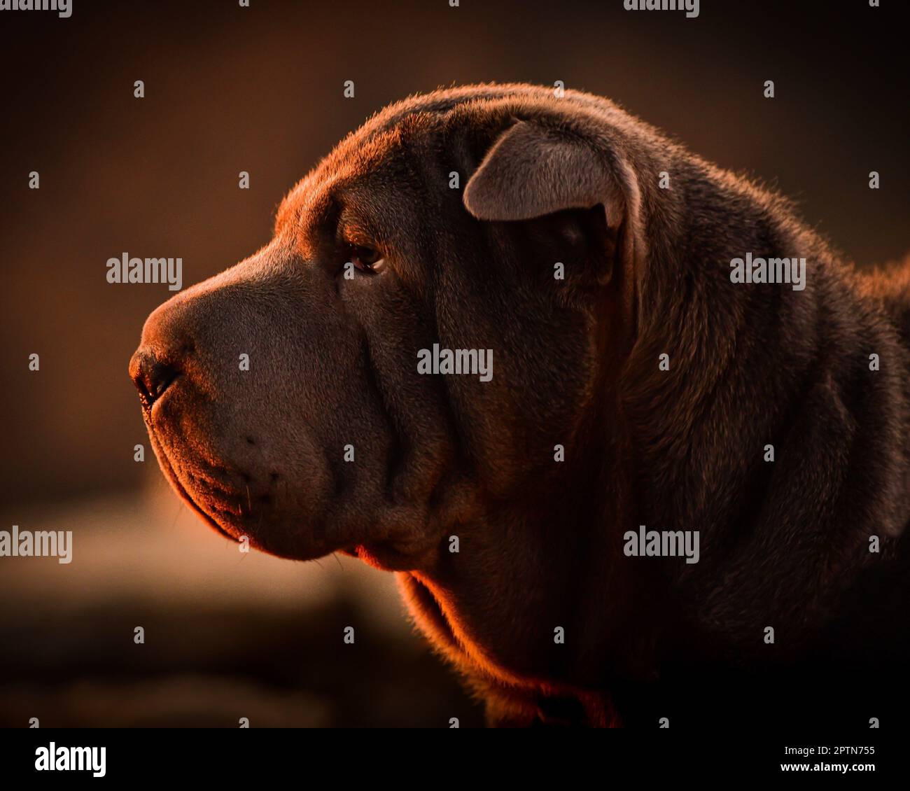 Brown Shar-pei dog looking at the horizon Stock Photo - Alamy