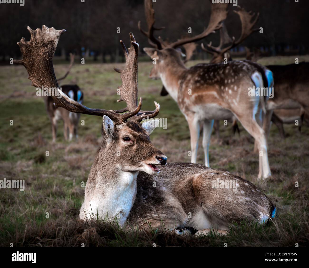 Irish deer hi-res stock photography and images - Alamy