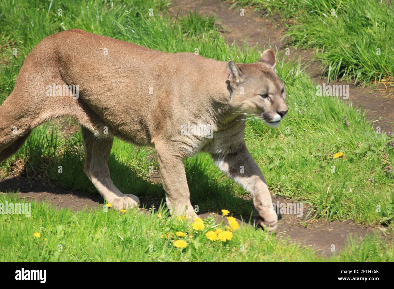 Cougar feet hi-res stock photography and images - Alamy