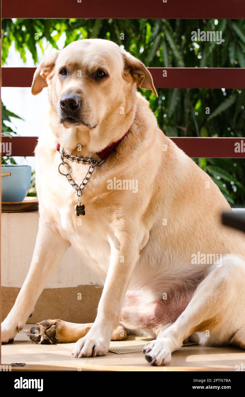 Photos of dogs including labradors beagles indian dogs Stock Photo - Alamy