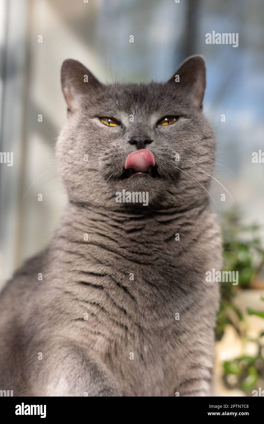 Portrait of a cat of the British breed Stock Photo - Alamy