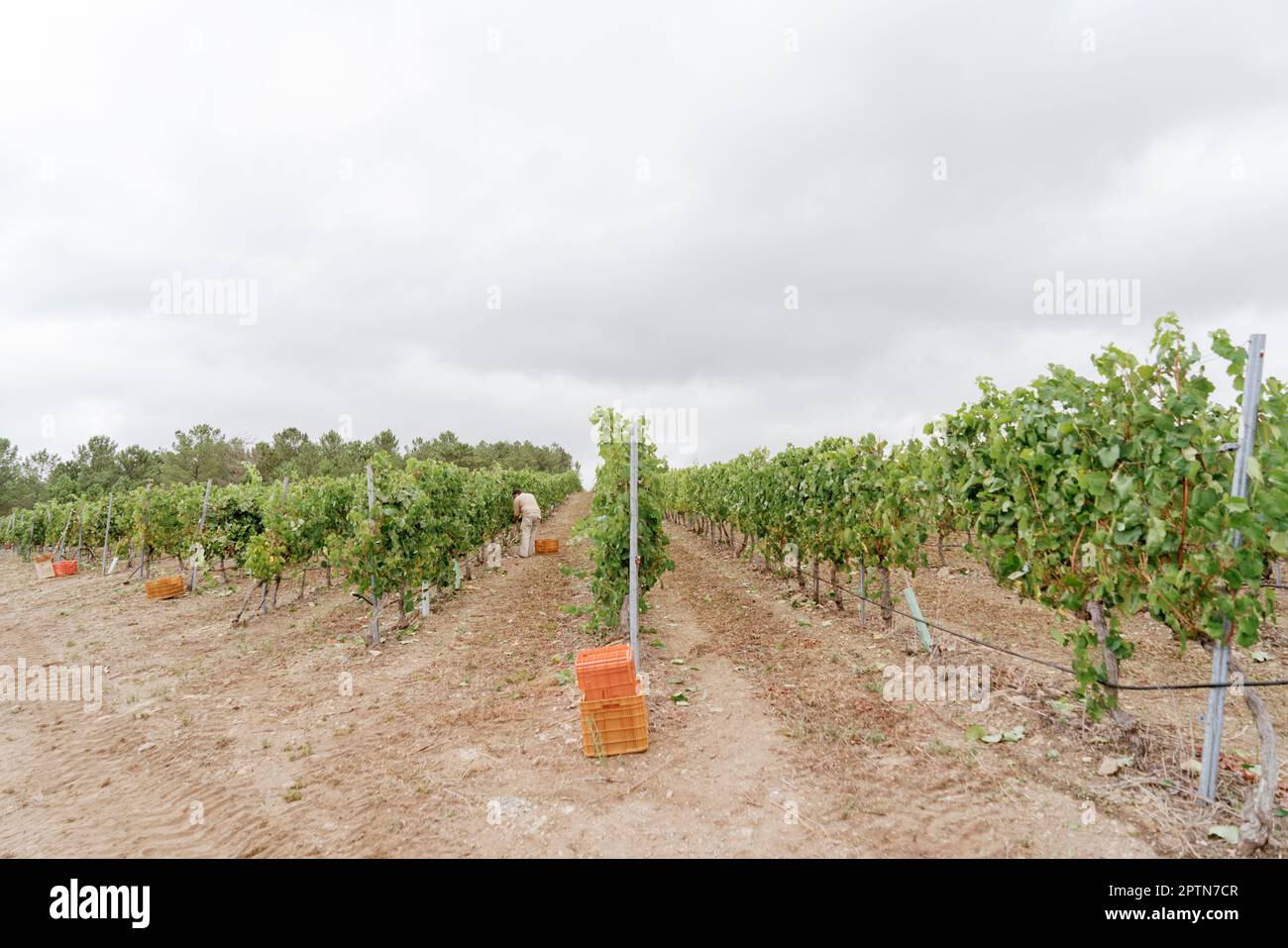 Wine harvester hi-res stock photography and images - Alamy