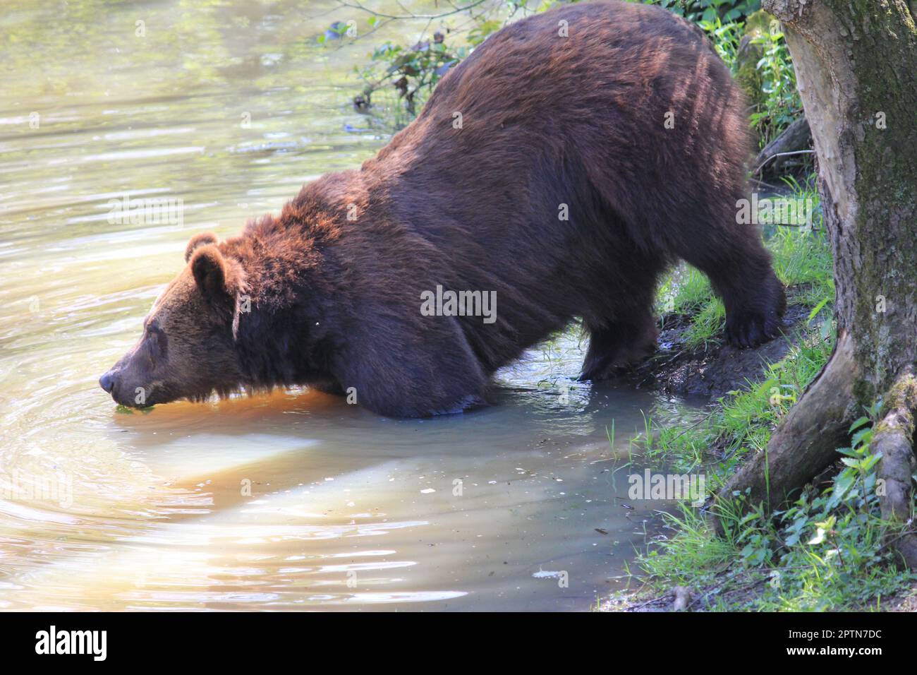 Long slaws hi-res stock photography and images - Alamy