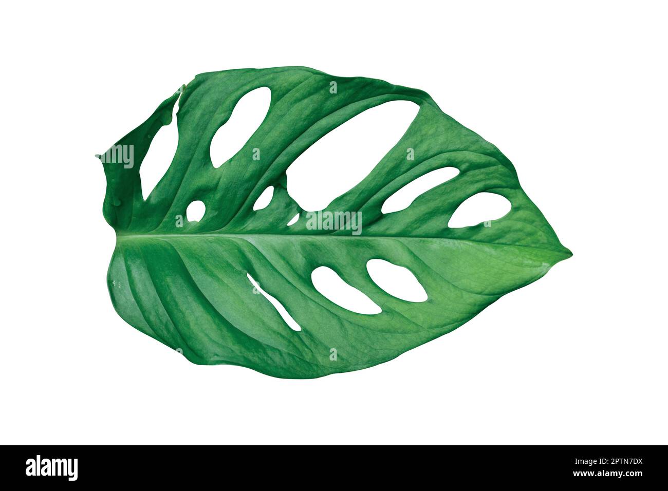 Monstera leaves Isolated on white background with clipping path Stock ...